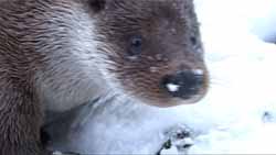 Luonnossa - Arkisto | yle.fi | Arkistoitu